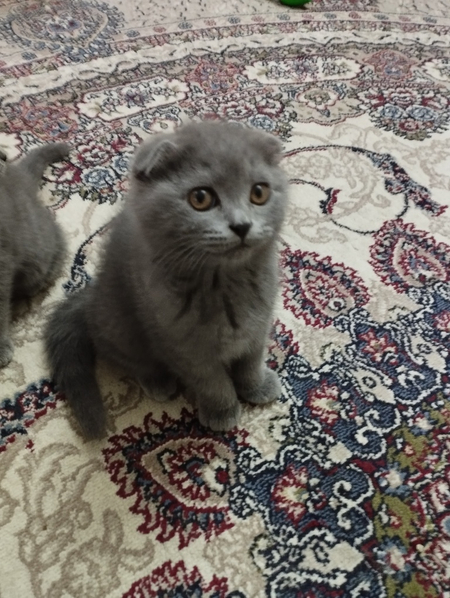 Продаются котята скотиш фолд и скотиш страйт