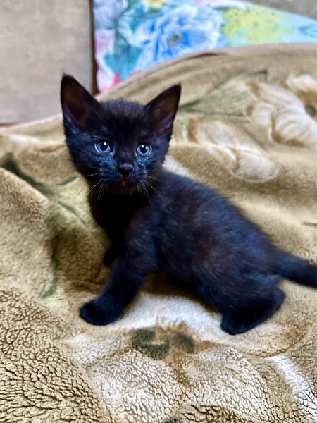 Котёнок 1,5 месяца очень красивый