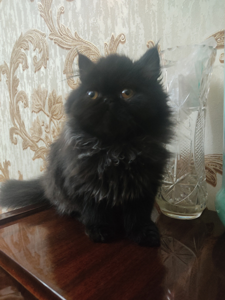 Котёнок персидский экстримал