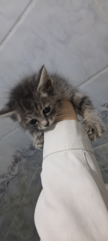 Продаются котята пушистые