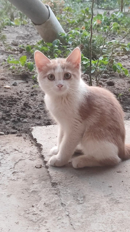 Котята бесплатно