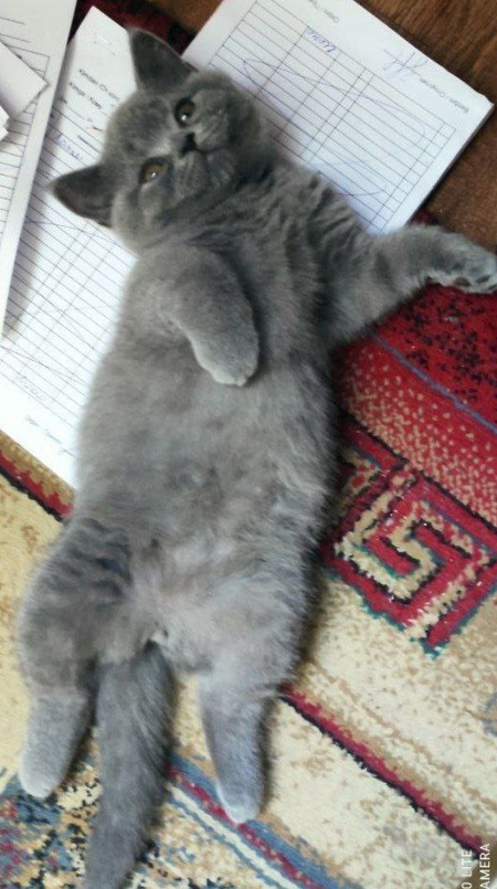 Британские котята