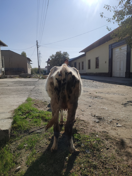 Sigir dotiladi una bola