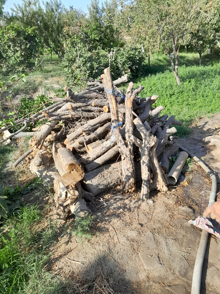 Утин, кунда, тароша