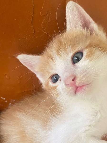 Продам Котят мушук