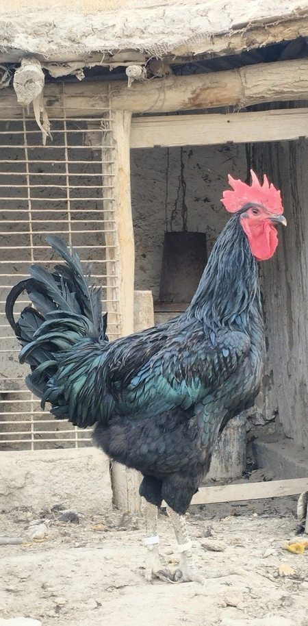 Gigant Qora Shaxzoda Гигант Кора Шахзода Тухуми