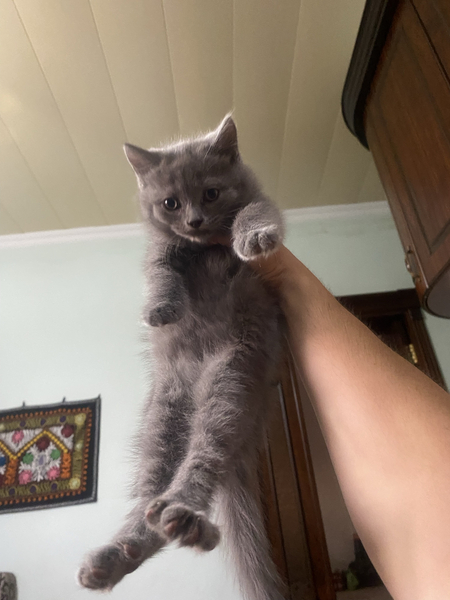 Продается котят
