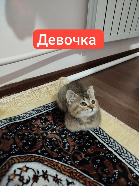 Продаются британский котята 100$