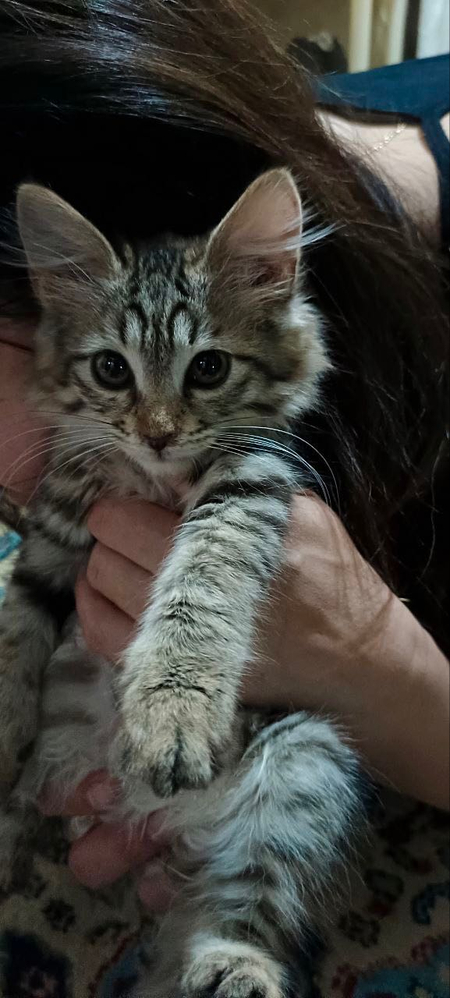 Бесплатно котята
