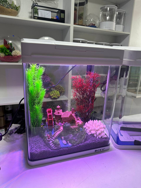 Xitoy akvariumla