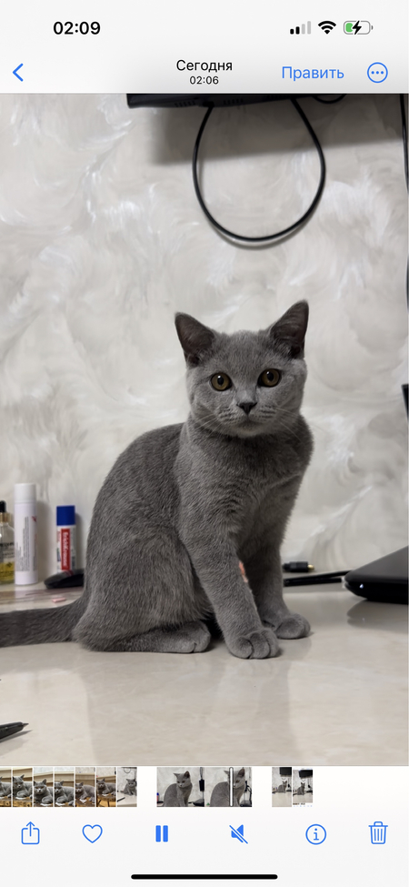 Продается британский котенок