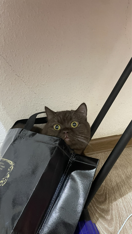 Скотиш страйт на взяку