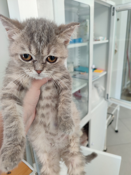Продаются не дорого котята скотиш