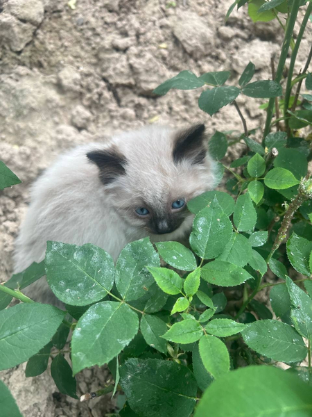 Пушистые Сиамская котята.