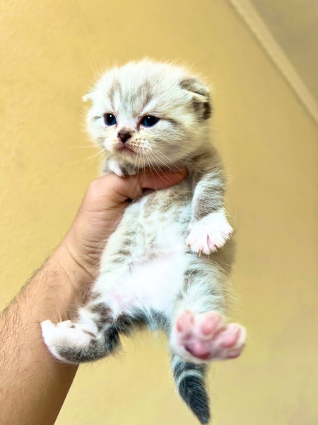 Шотландский кот с голубыми глазами