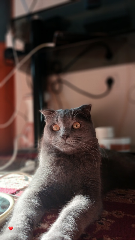 Продаётся кот шотландец!