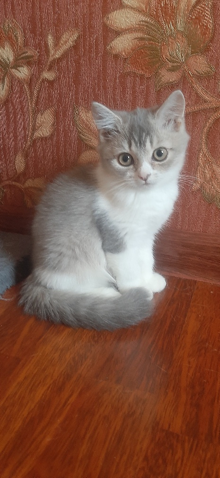 Срочно шотландские котята подешевле не дорого