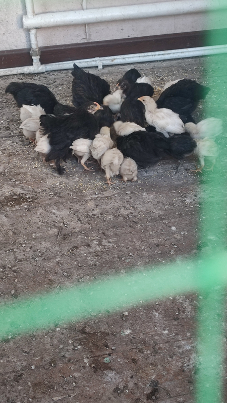 30ta joja 6ta ordak sotiladi