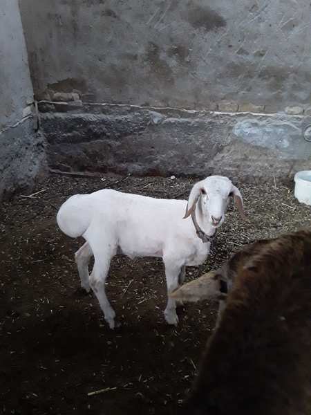 Qõy va qõchqor yunggini chiroyli qilib mashinkada olib beramiz