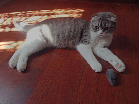 Скоттиш страйт мальчик