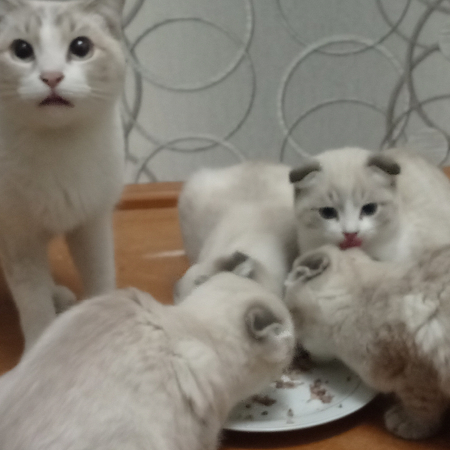 Мушук, пишак, котёнок