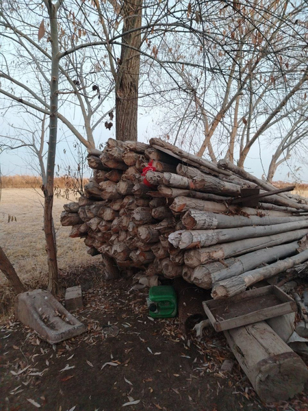 Ак терек, терек,