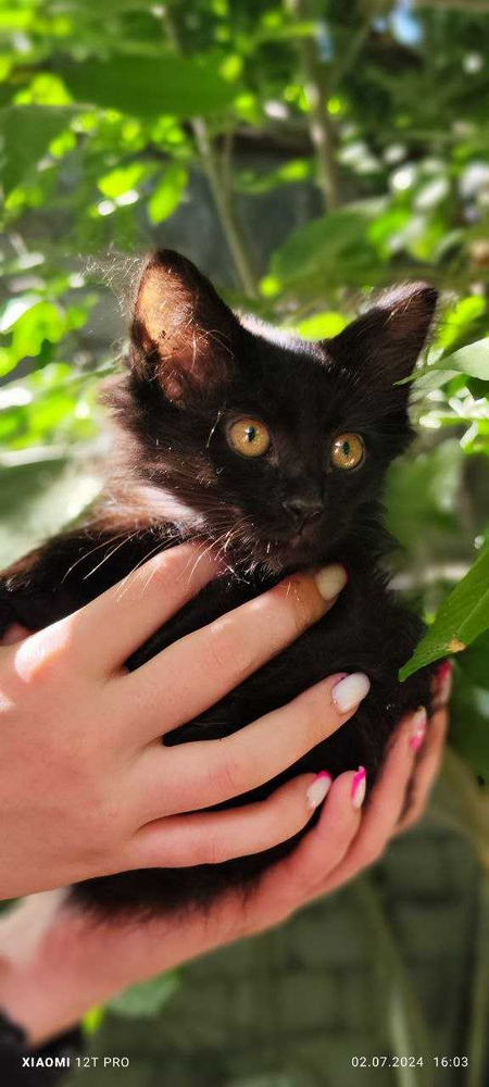 Котёнок, девочка, 2 месяца