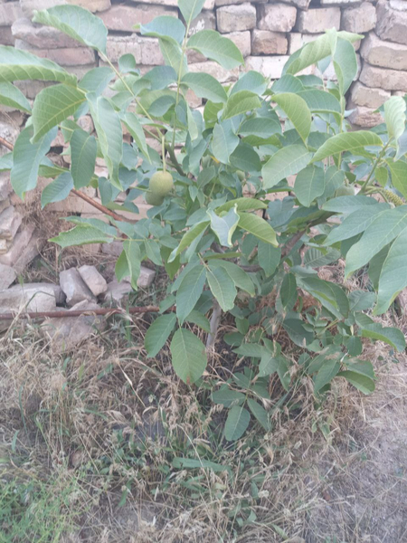Mevali kuchatlar