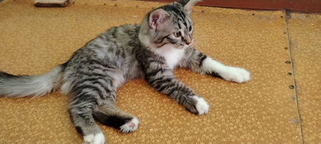 Котята ищут свою семью