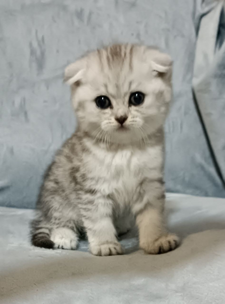 Котята золотистой шиншиллы девочки