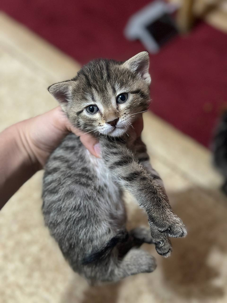 Домашние котята на хорошие руки