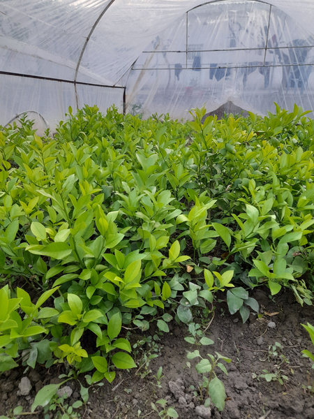 Limon kuchatlari
