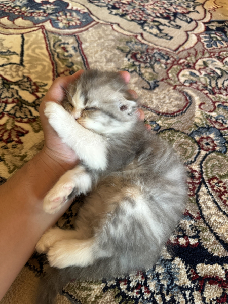 Котята. Котенок. Кошка.