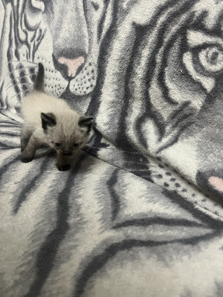 Девочка скотишь страйт