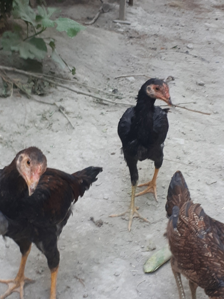 Dakan xuro\\\'z chòja