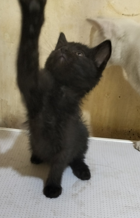 Продаются Эгейские котята