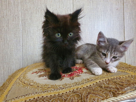 Отдаються котята в хорошие руки