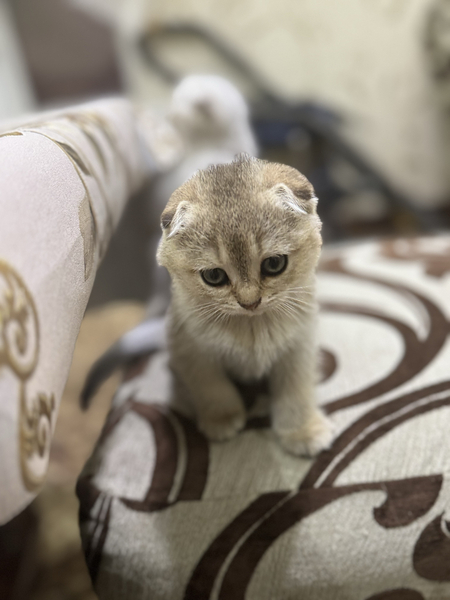 Шиншила кошка