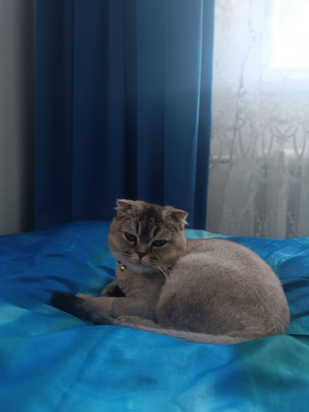 Скотиш фолд 7 месяцов мальчик.  Серебристая шиншила