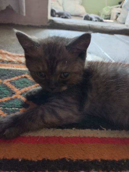 Продаются прекрасные котята. От правильной вязки