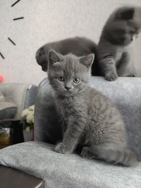 Продаю котят,скоттиш страйт.