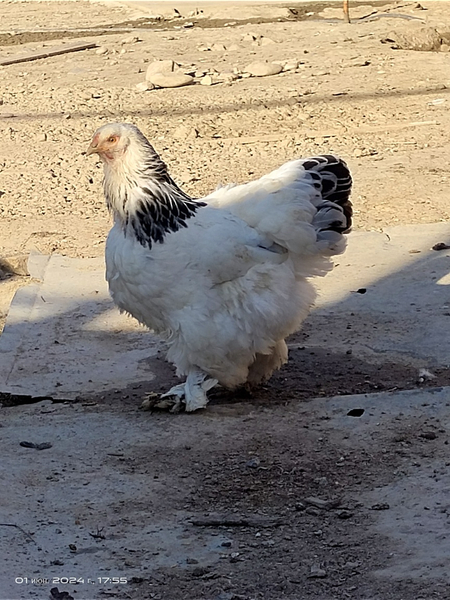 Svetli biramala bor