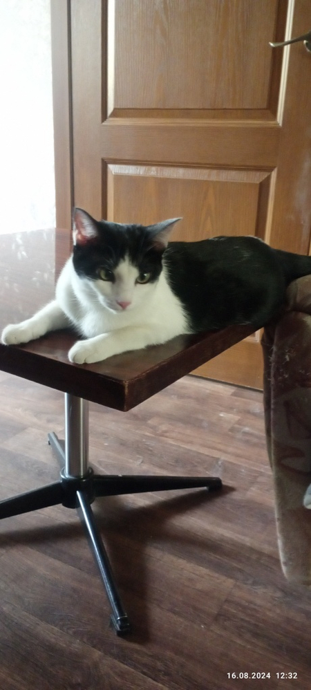 Кошка, около года