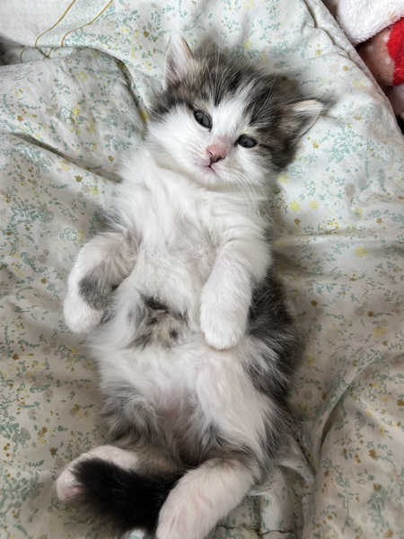 Ищем любящих хозяев для очаровательных котят!