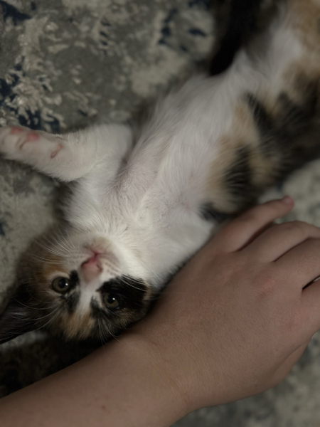 Котята домашние даром в хорошие руки!