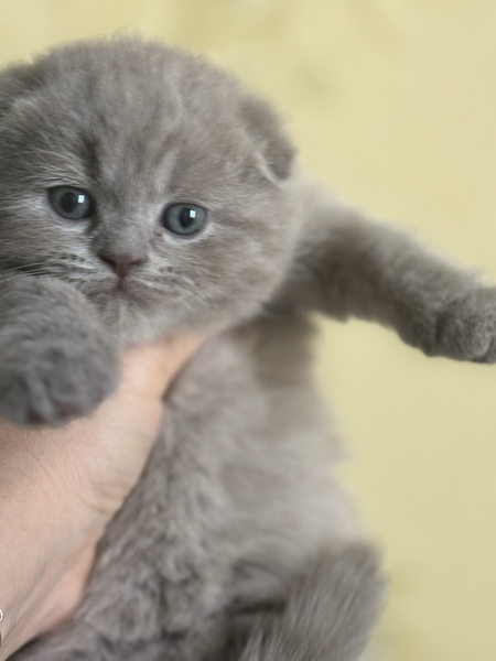 Скотиш фолд