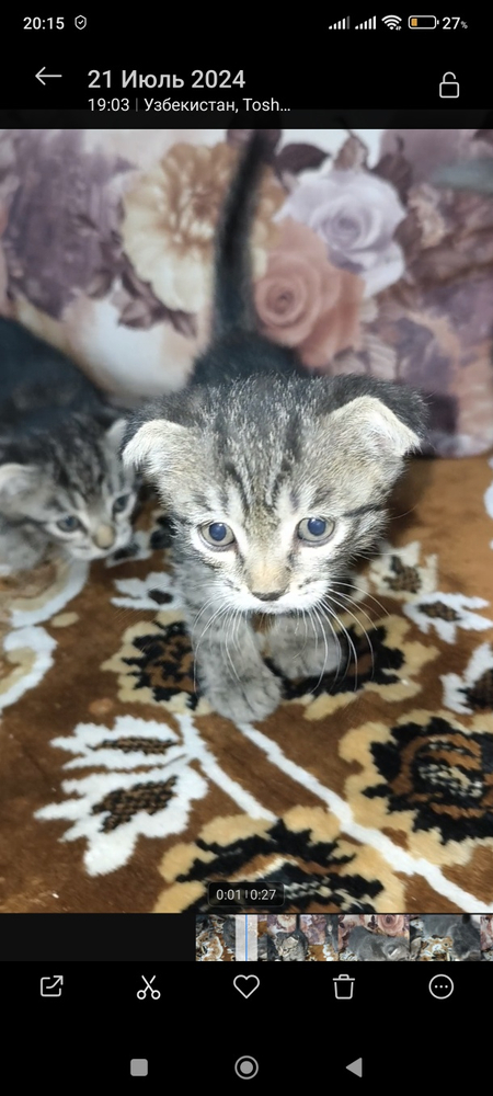Вислоухие котята скоттиш фолд