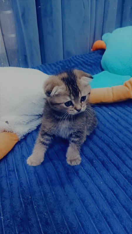 Продаётся Катёнок британская веслоухая шиншилла
