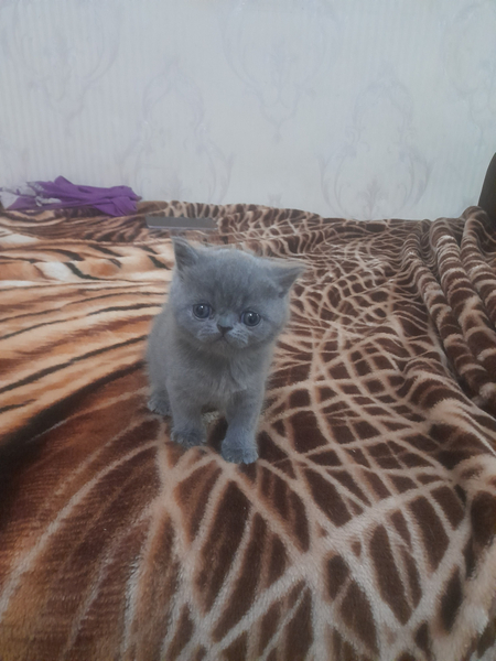 Продаются котята от правилтной вязки