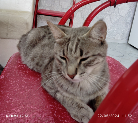 Mushuk 1,5 yillik tekinga 2lasi
